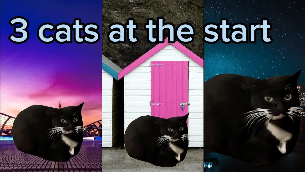 3 cats dance - YouTube
