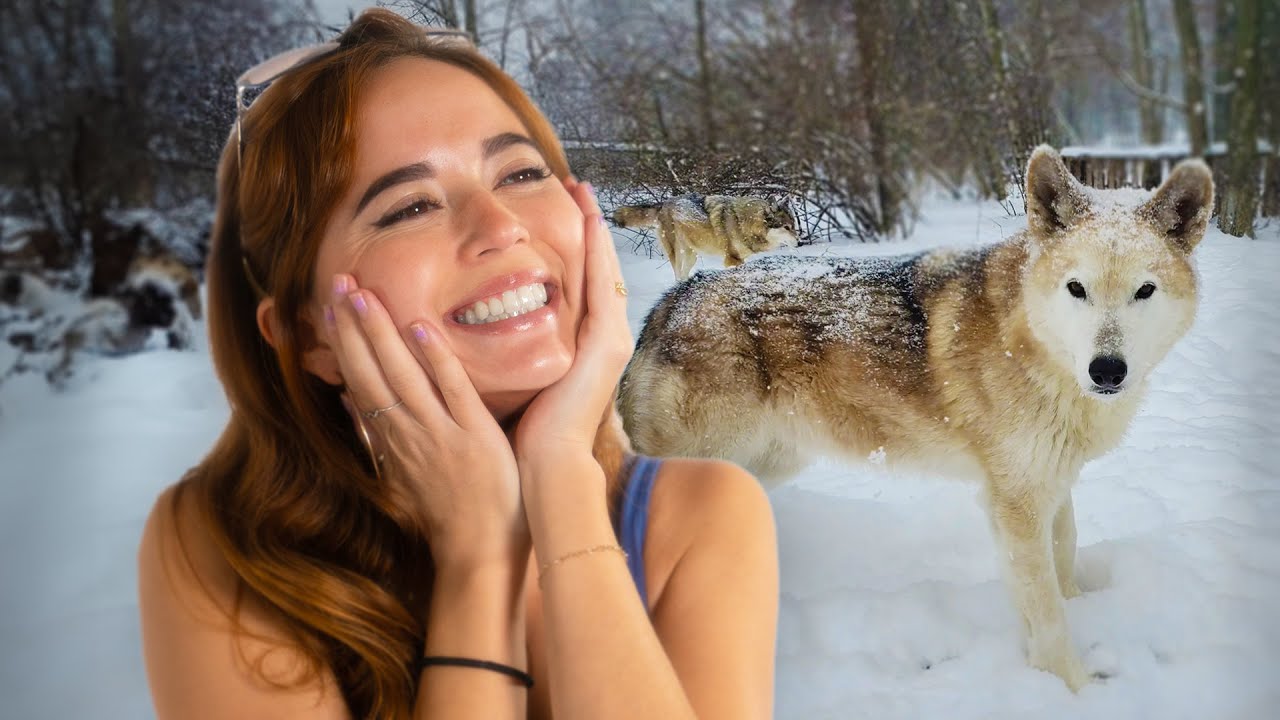 meet the new wolf hybrids - YouTube