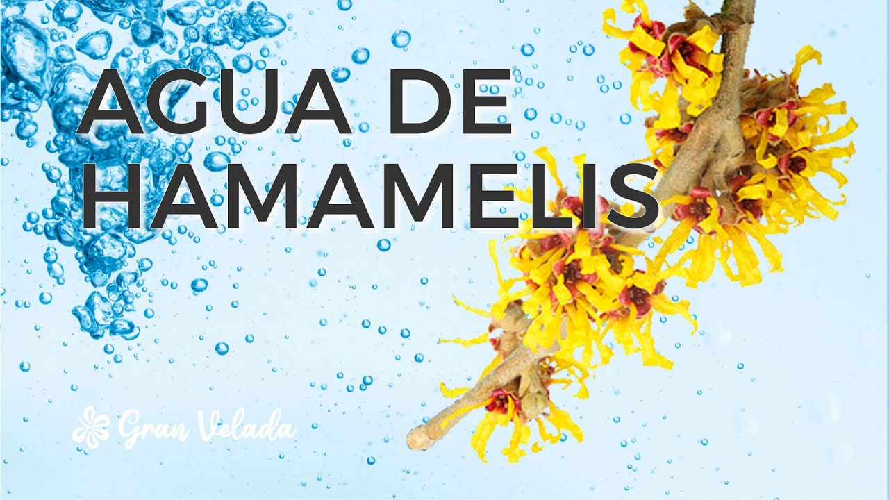 ¿Para qué es el Agua de Hamamelis..? - YouTube
