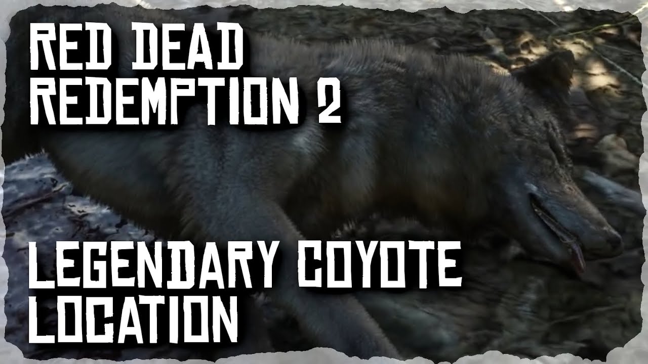 Legendary Coyote Location - Red Dead Redemption 2 (RDR2) #rdr2 - YouTube