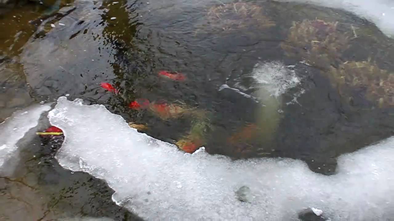 Koi pond during march thaw 2011 - YouTube