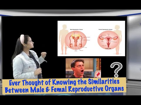 What Are The Similarities Between Male And Female Reproductive Organs