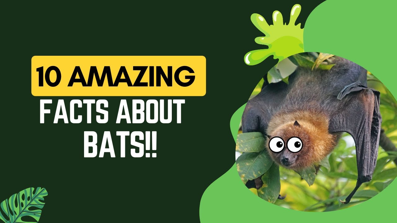 10 Amazing Facts about Bats!! - YouTube