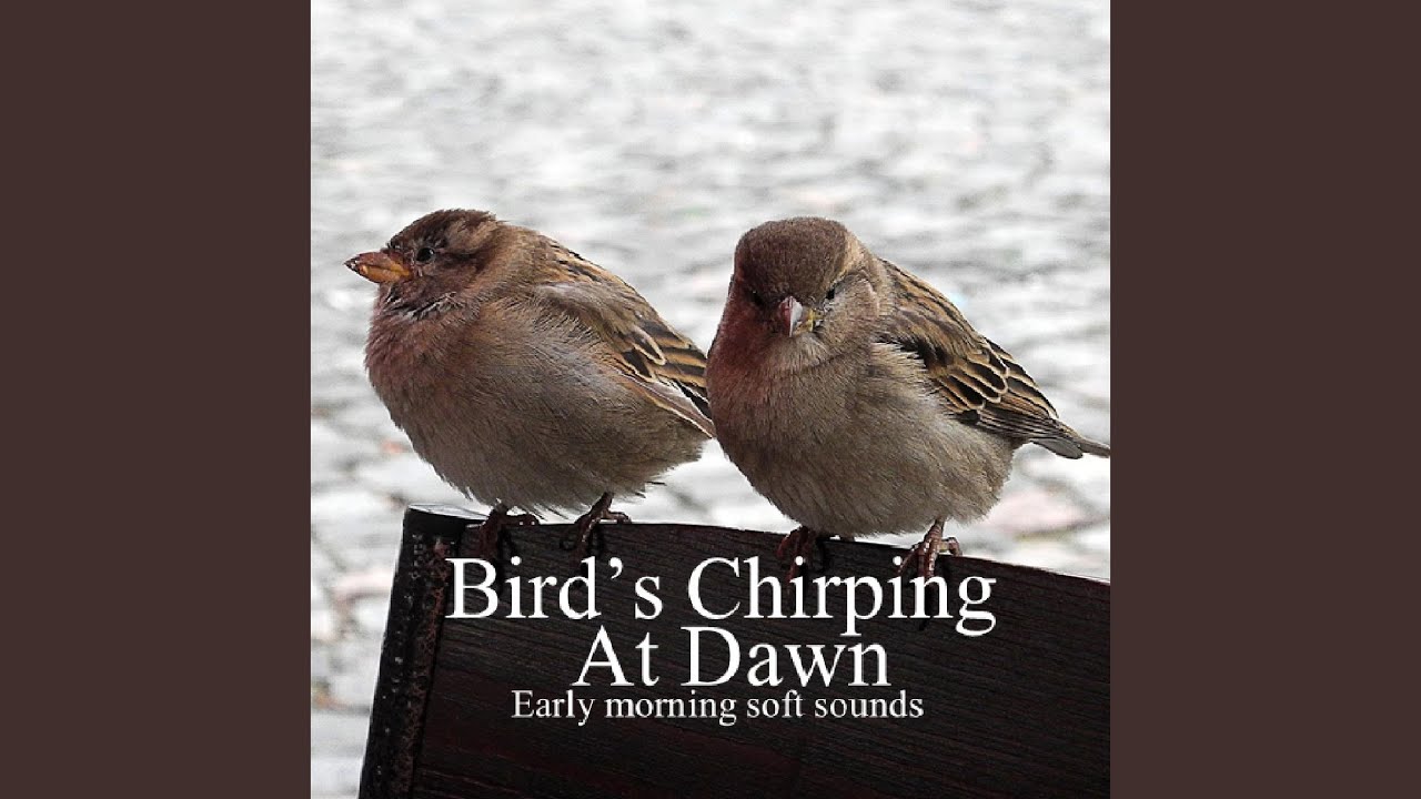 Morning Bird's Sounds - YouTube