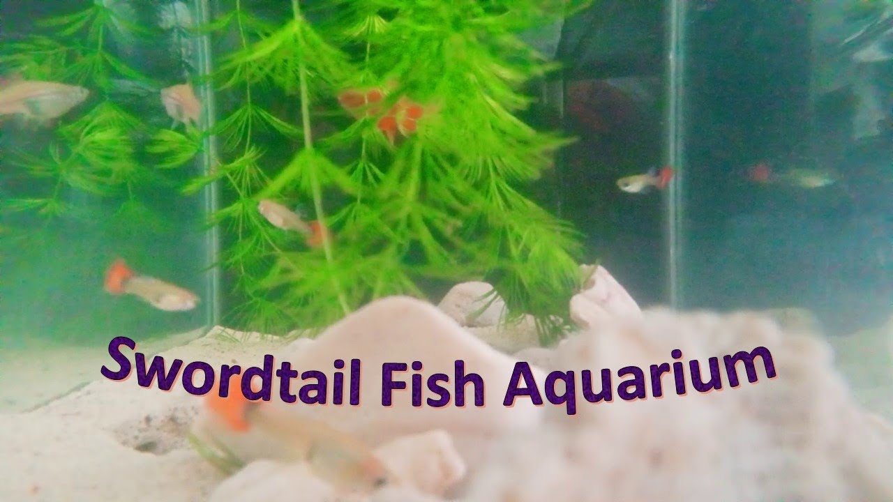 Swordtail Fish Aquarium - YouTube