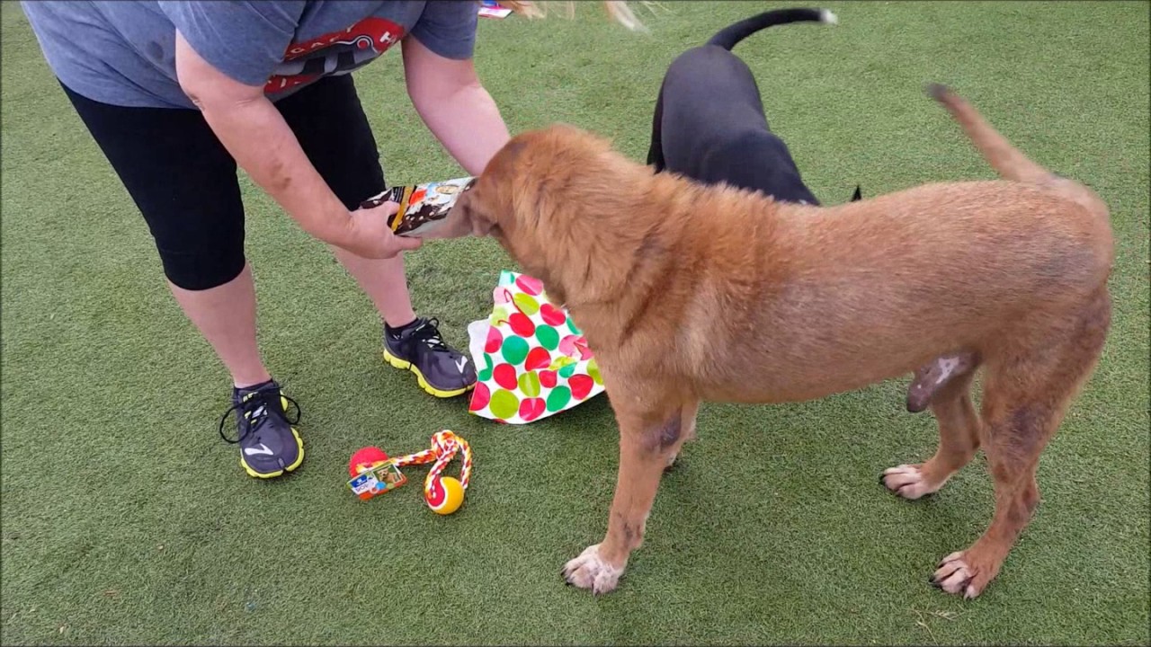 Rockwall Animal Adoption Center Christmas 2016 - YouTube