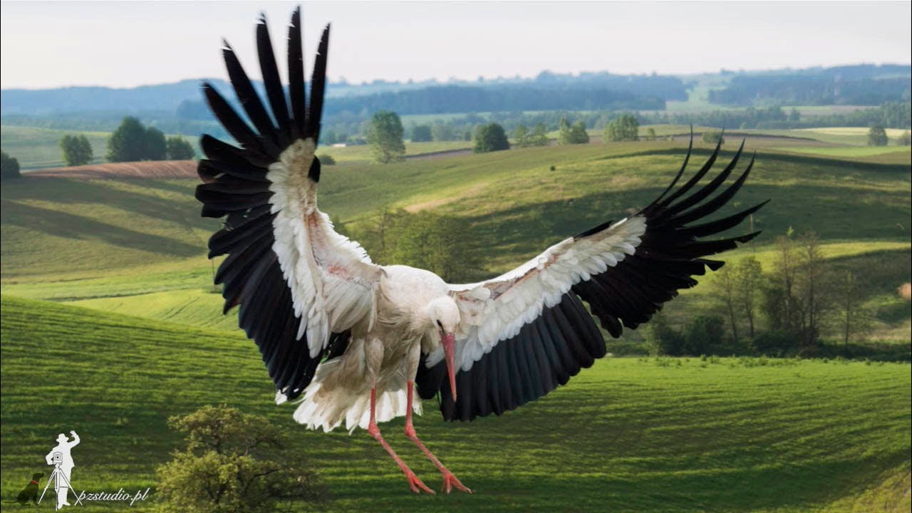 Polskie bociany część 1. Storks in Poland part 1 - YouTube