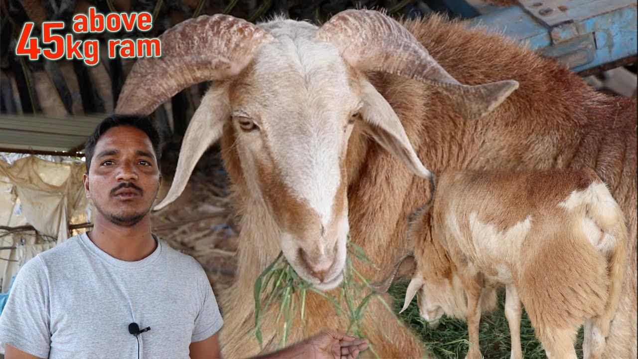 Difference between market ram and a Single ram in village, above 45kg ...