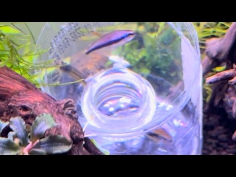 Using a Fish Trap - Shifting house for my Emperor Tetras - YouTube