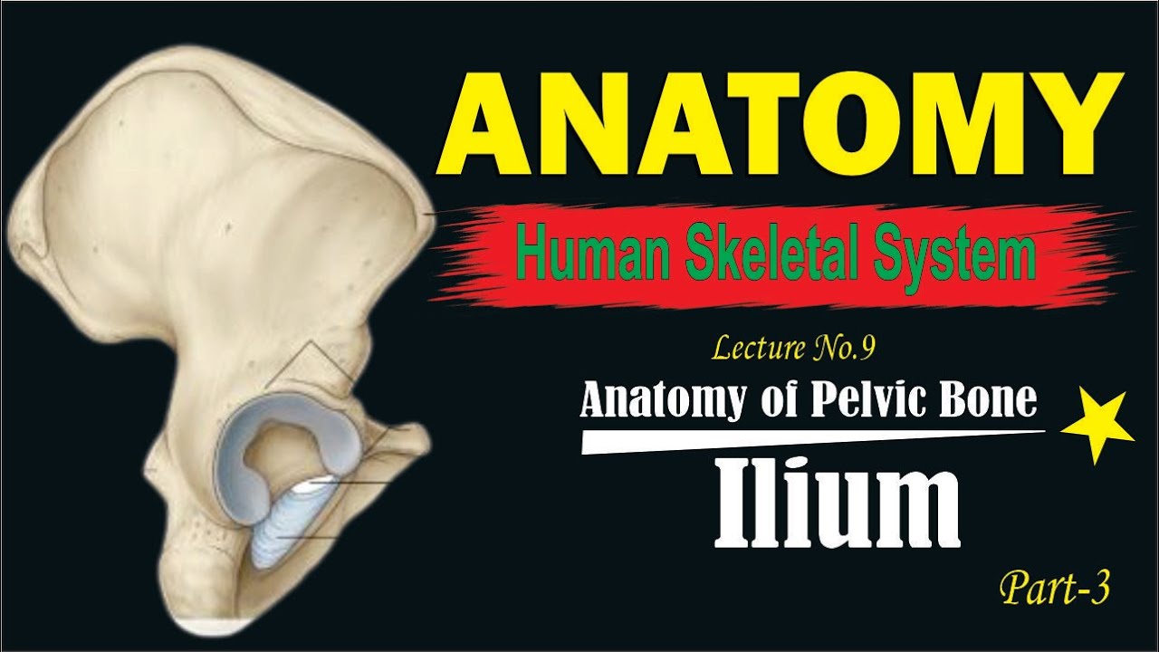 Ilium Anatomy | Anatomy of Hip Bone | Features of Iliac Bone | Anatomy ...