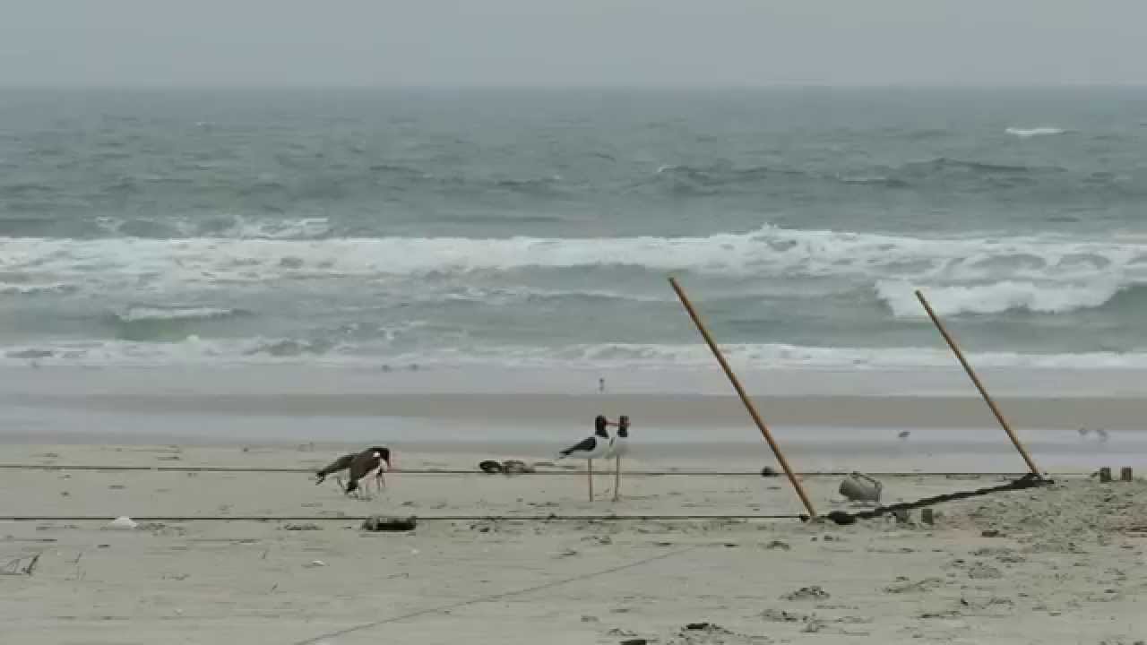 American Oystercatcher catch with whoosh net - YouTube