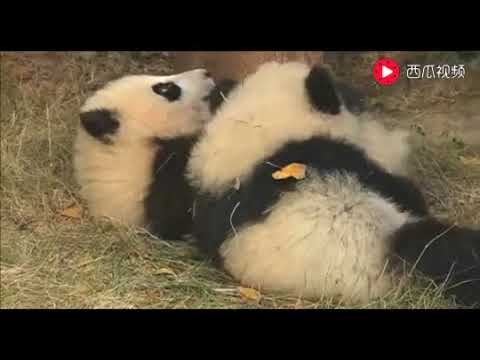 Baby Pandas - Cute and Funny Baby Panda Videos Compilation (2018.9.12)