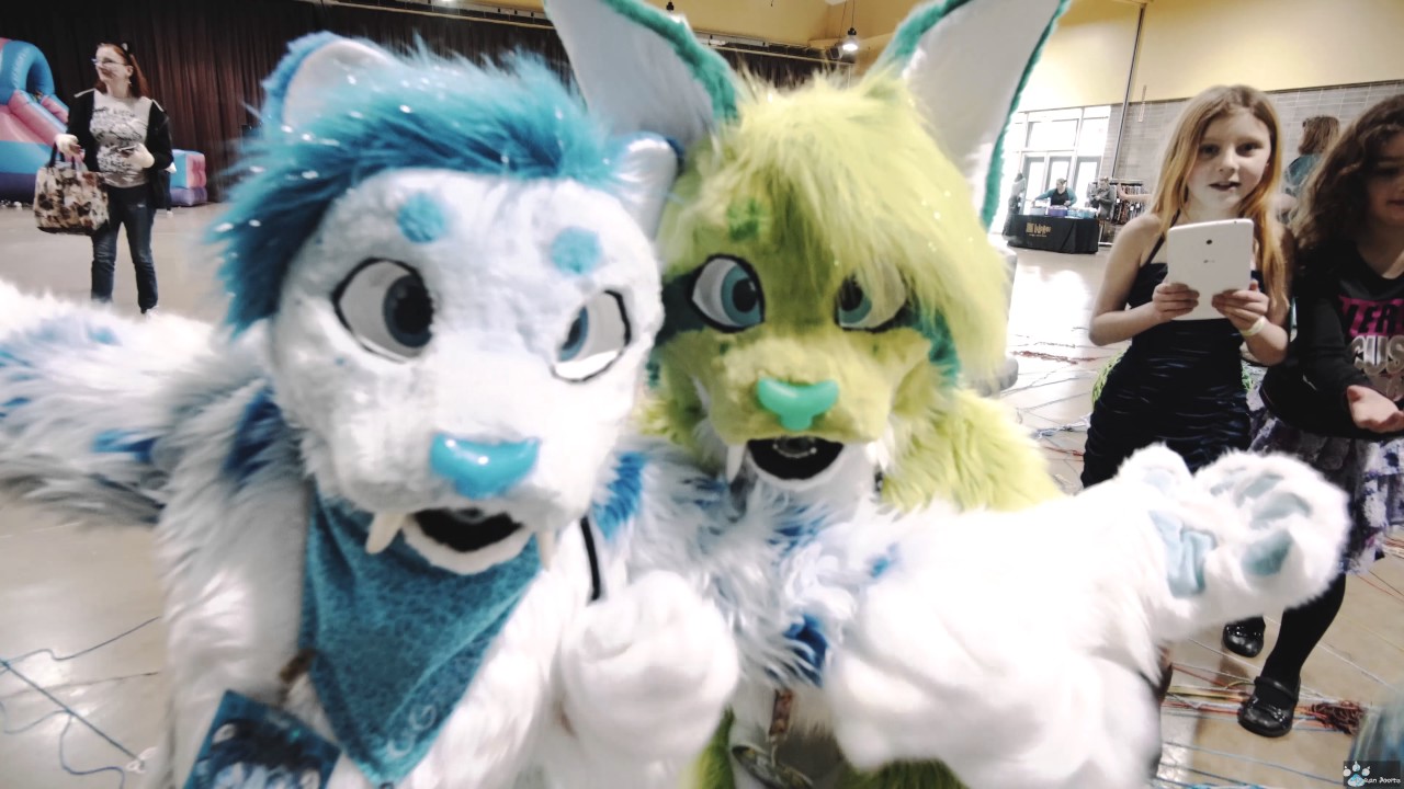 Oregon Cat Video Festival - 4k Edition - YouTube