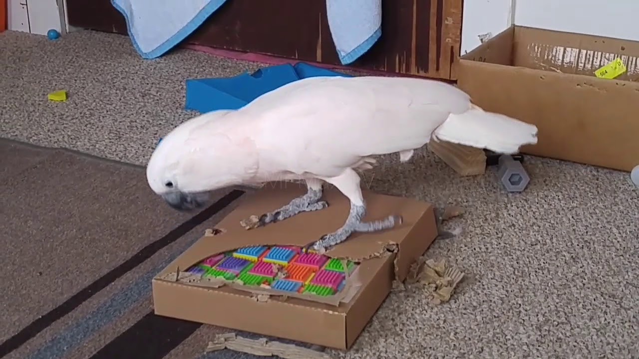 A Busy Birdy Boy - YouTube