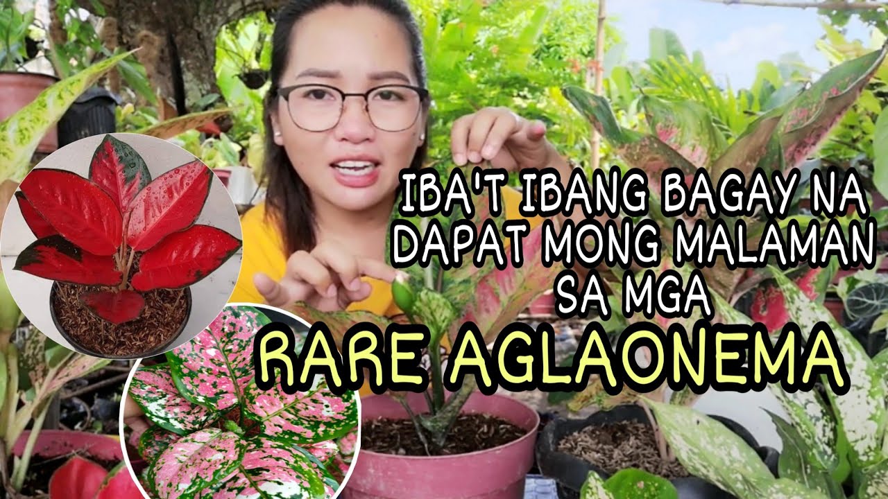 IBA'T IBANG RARE AGLAONEMA NA MERON KAME AT MGA BAGAY NA DAPAT ALAM MO ...