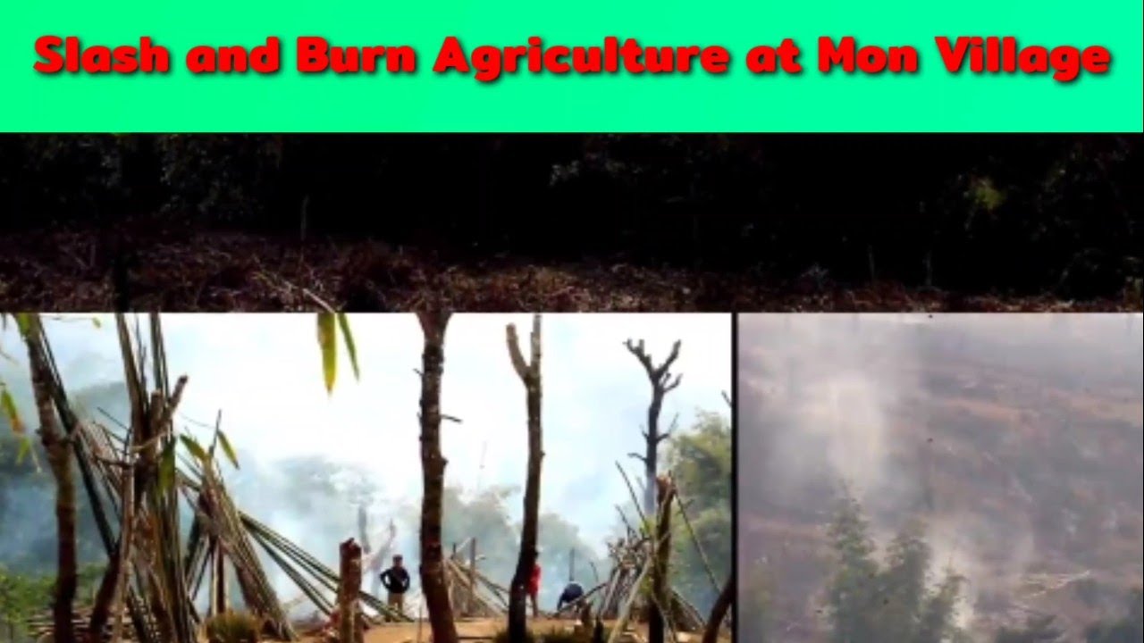Slash & Burn Method of Agriculture | Mon Village| Nagaland | Bomwang ...