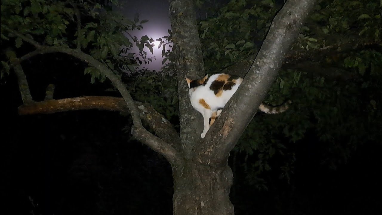 A cute cat walking in a tree. Cat's Nighttime Adventures (A Bright ...