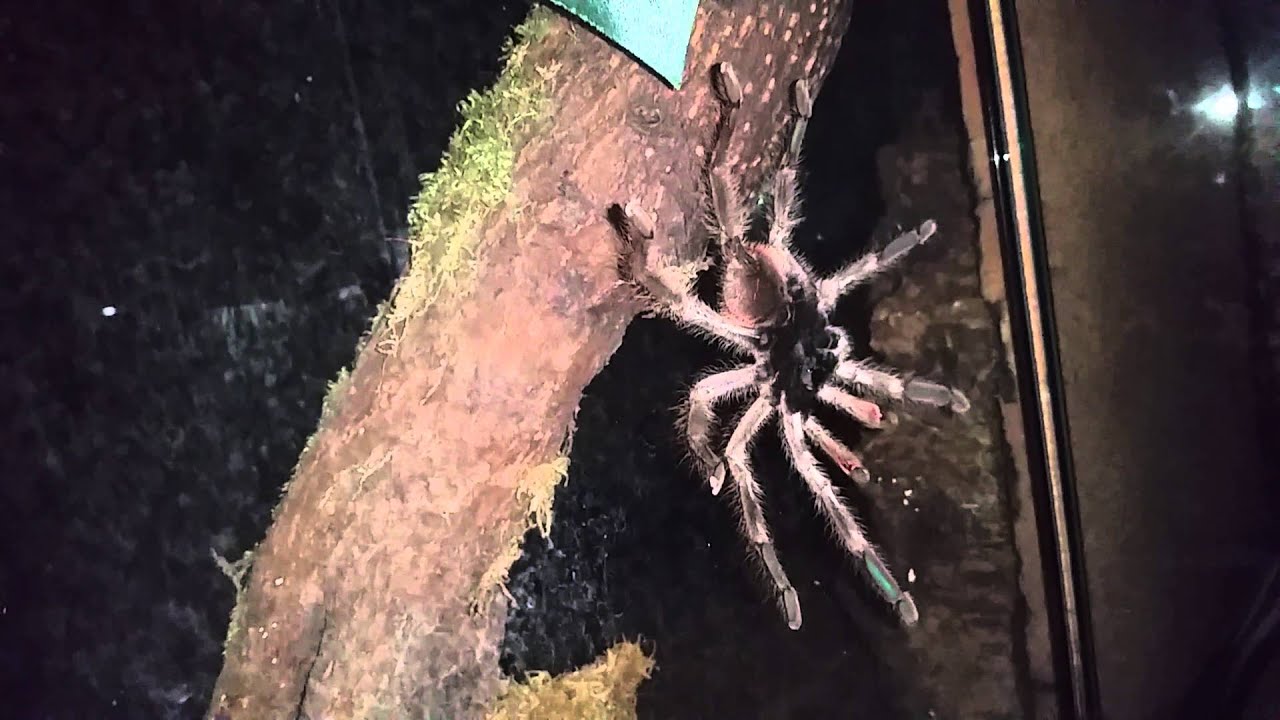 Ghost Ornamental (Poecilotheria Vittata) - YouTube
