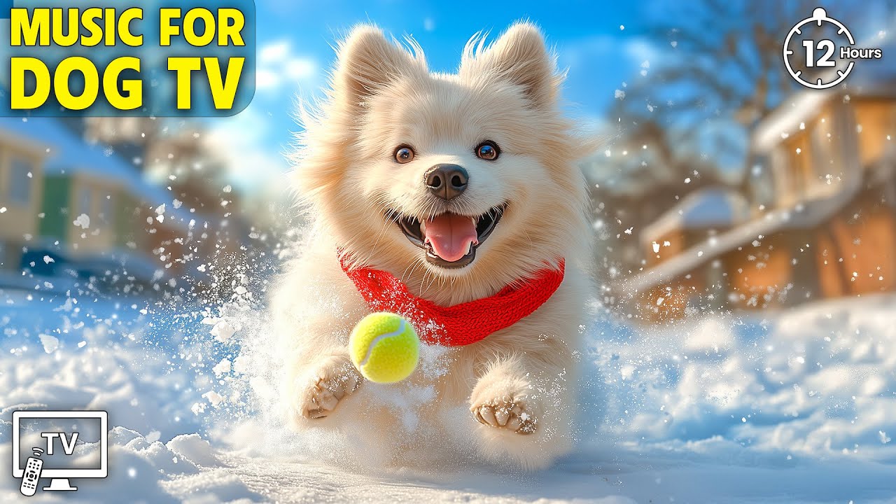 12 Hours of Dog Calming Music for Dog 🐕 Music Relax Your Dogs & Stop ...