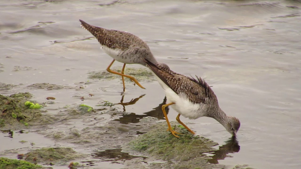 Tringa melanoleuca "playero mayor de patas amarillas" - YouTube