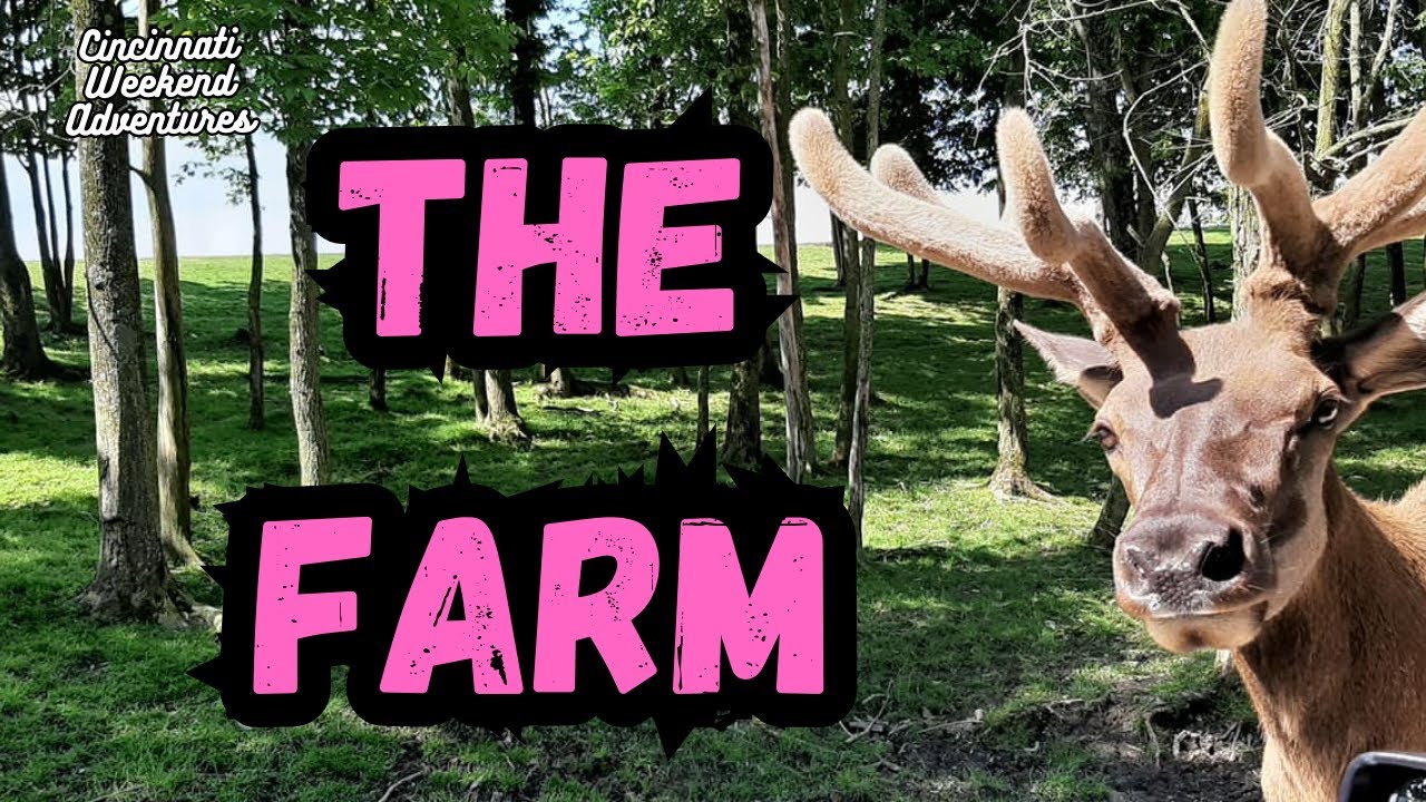 The Farm: A drive thru hilarious animal feeding adventure - YouTube