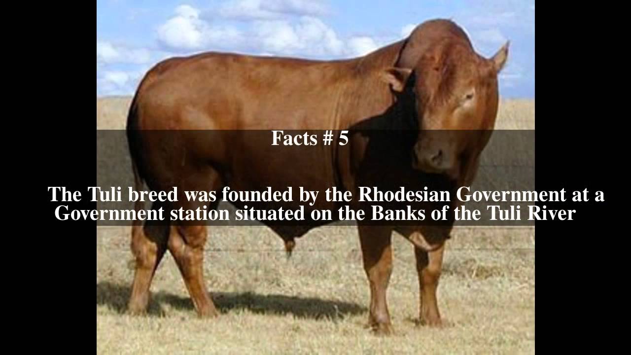 Tuli cattle Top # 10 Facts - YouTube
