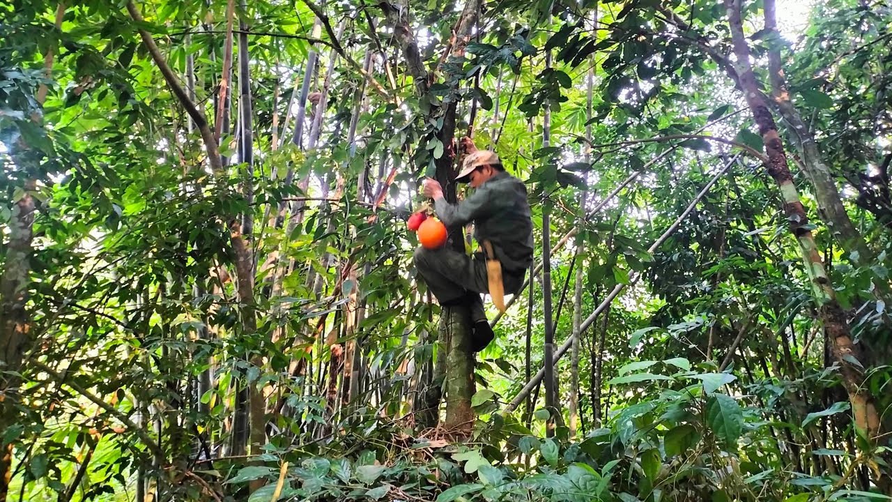 Camping in the deep forest. Special shelter in the cave. Camping in the ...