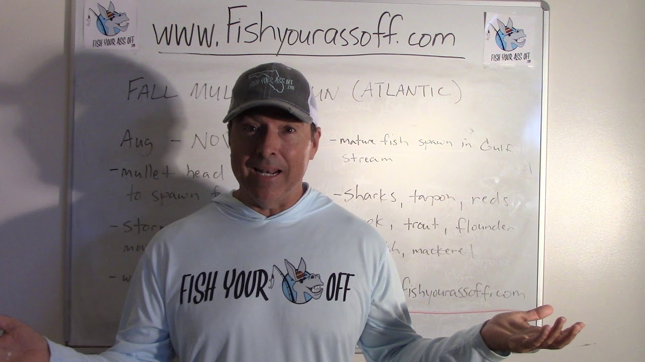 Annual Fall Mullet Run Florida Fishing Tips - YouTube