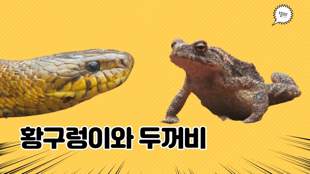 [와일드코리아,wildkorea] 황구렁이와 두꺼비 Korean rat snake and Asian toad - YouTube
