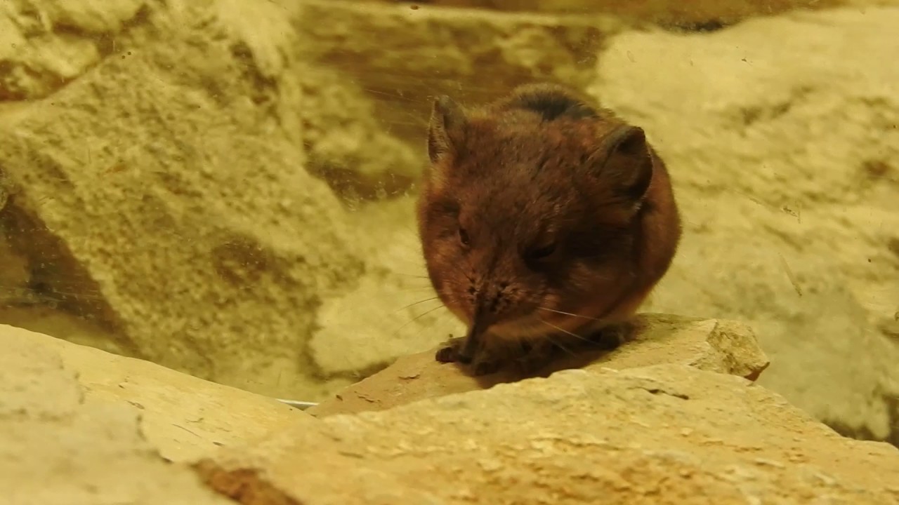 お鼻ヒクヒク、コミミハネジネズミ Short-snouted elephant shrew 2017 0404 - YouTube