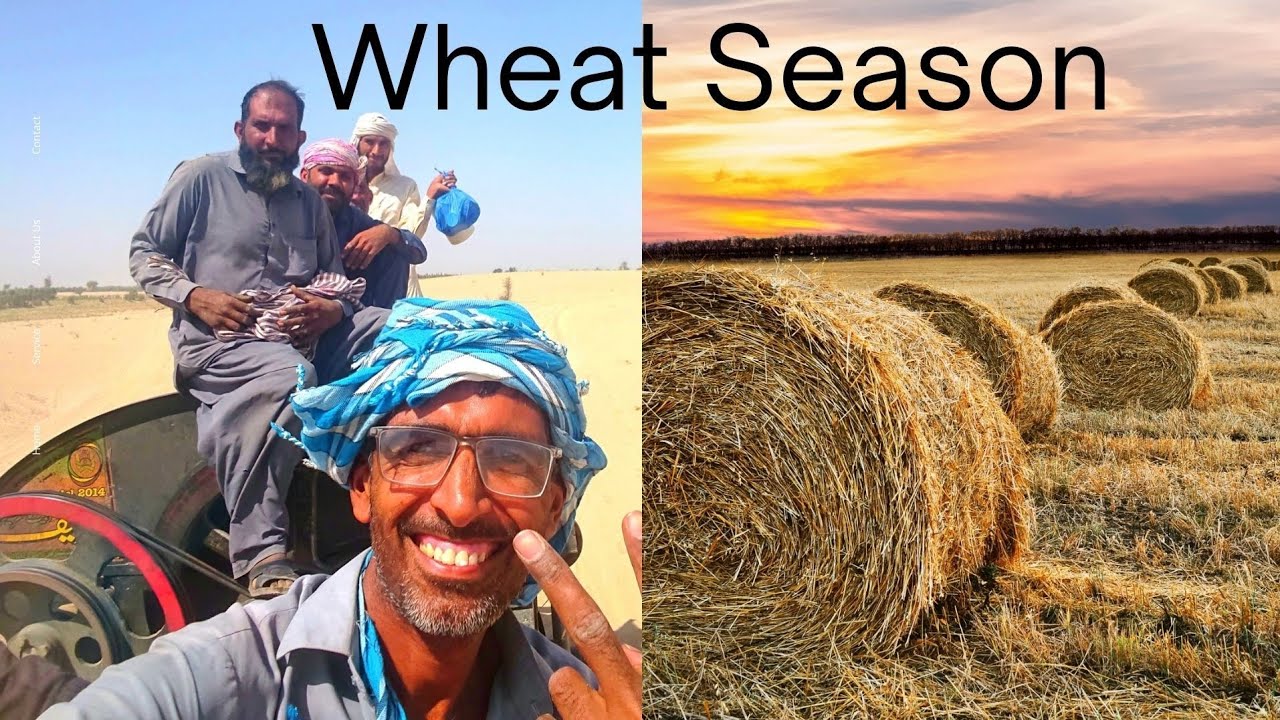 Last Day At Field Of Wheat Crop || Wheat Threshing Process Complete ...