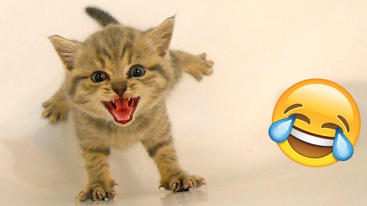 Funny animals will make you laugh to tears 😂 - YouTube