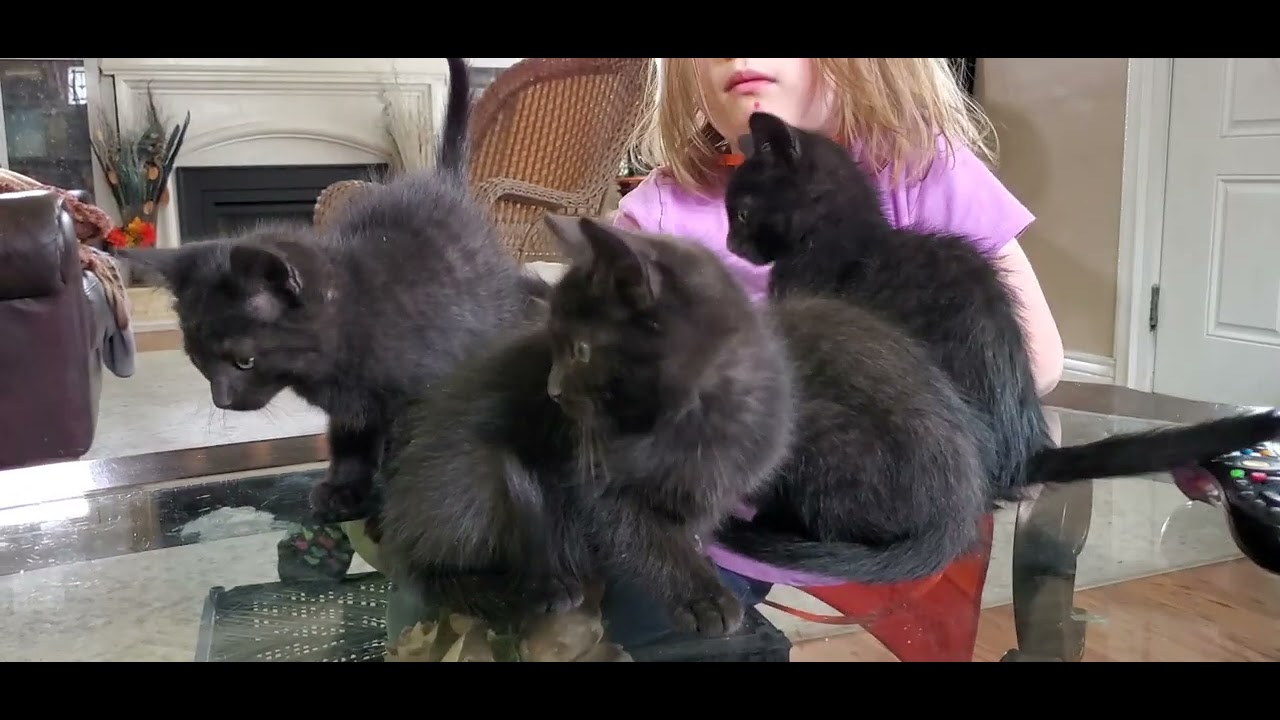 Kittens - YouTube