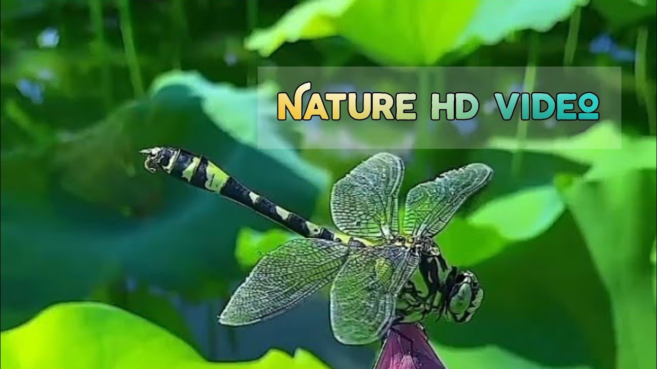 beautiful nature video | peaceful music | Falls | Mountain | 4k nature ...