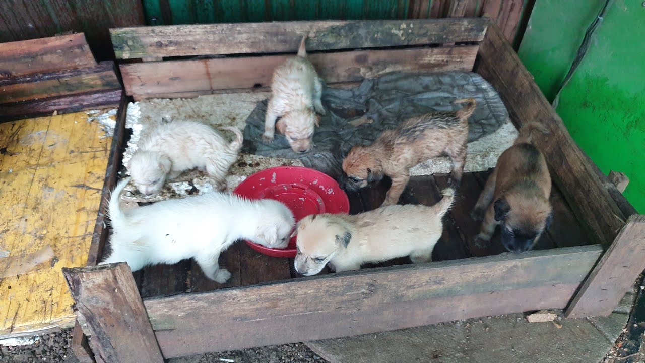 6 Adorable Puppies Really Need exstra food for them #love #dog #animal ...