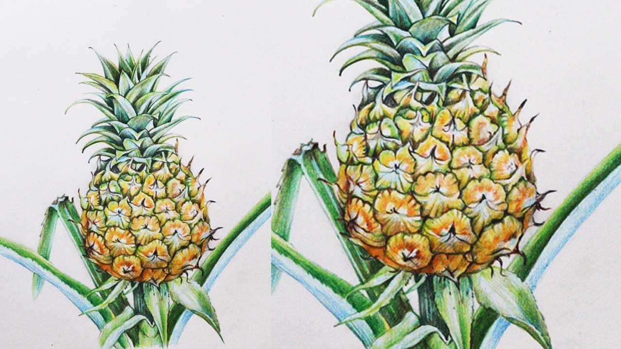 Pineapple Drawing in Color Pencils | How to a Pineapple | Fruit Drawing ...