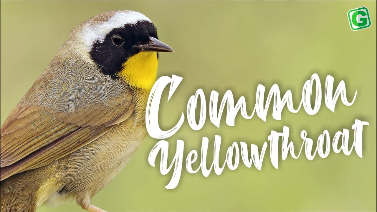 Common yellowthroat Bird Song, Sounds, Call, Sonido | Geothlypis ...