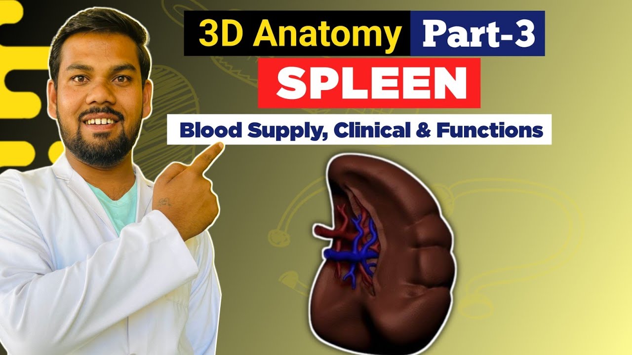 Part-3 | Spleen Anatomy | Blood Supply, Lymph Drainage, Innervation ...