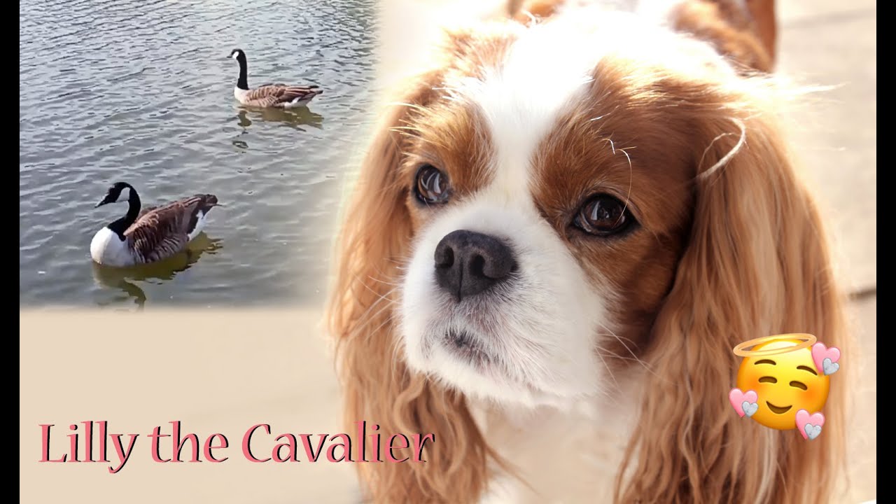 Lilly, flowers and waterfowl 🐶😍 | Cavalier King Charles Spaniel Lilly ...