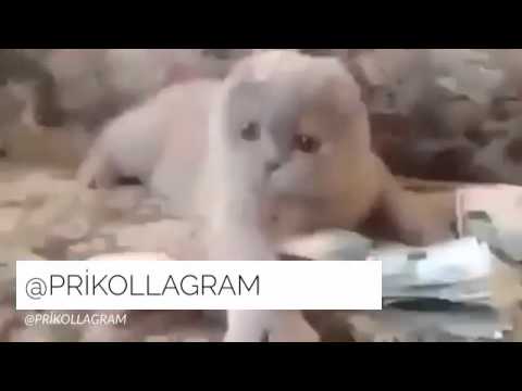 indiki zamanede pişiyler 😂😂😂😂😅