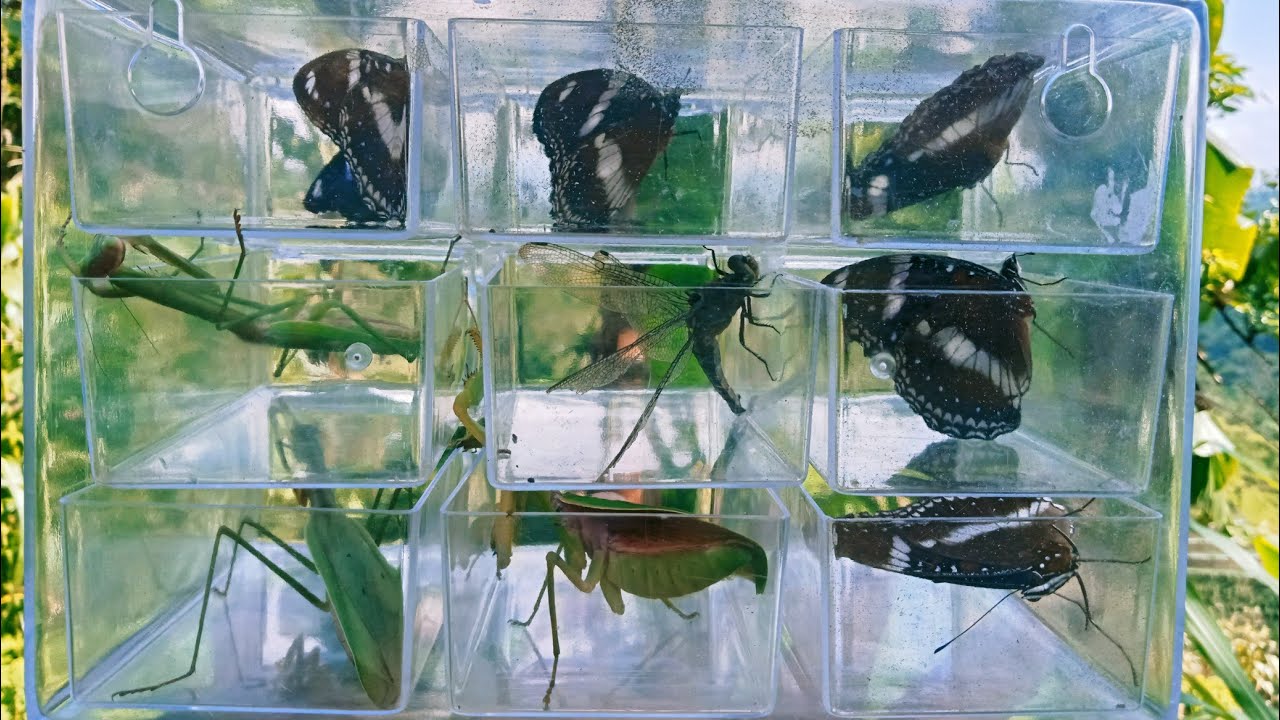 catching butterflies, repeating when I was little😃, dragonflies ...