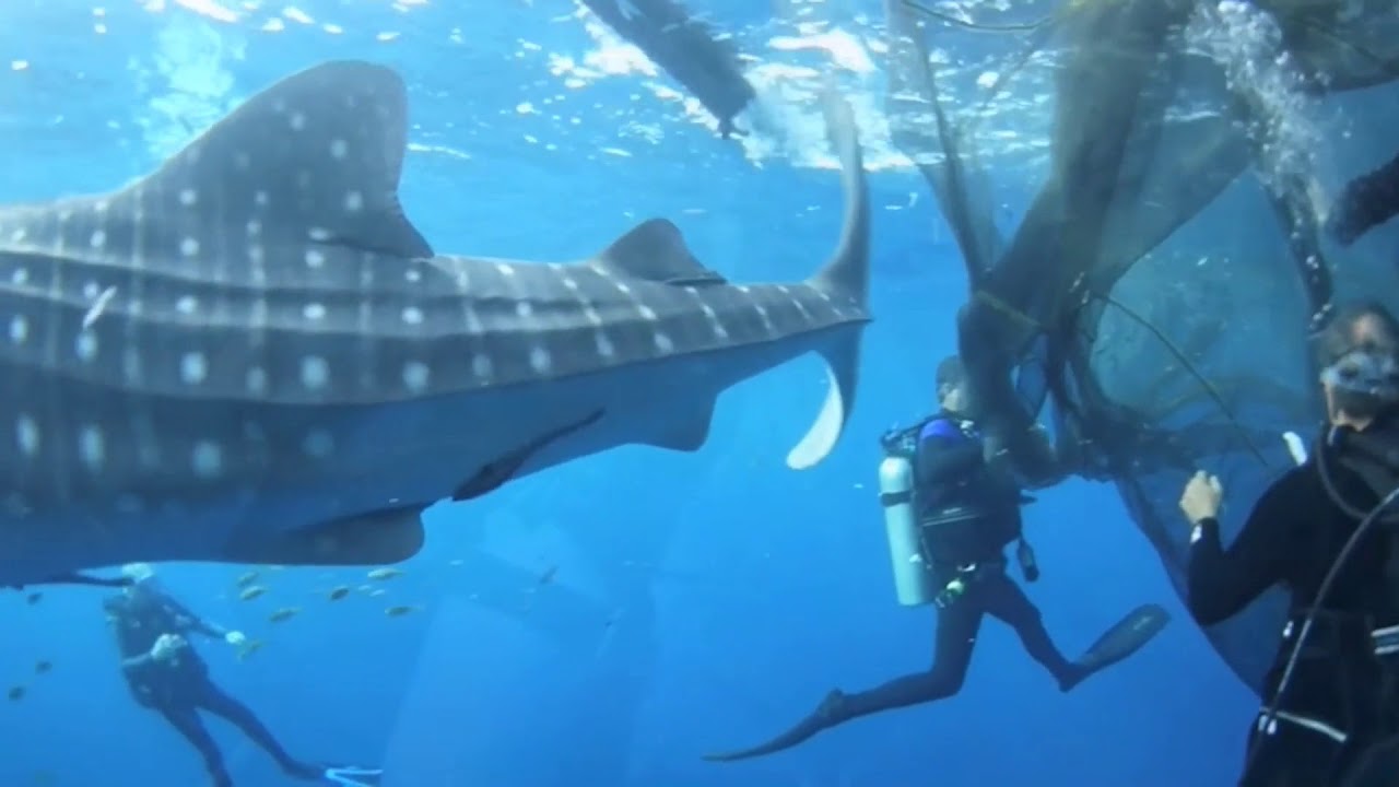 Whale Shark Rescue - YouTube
