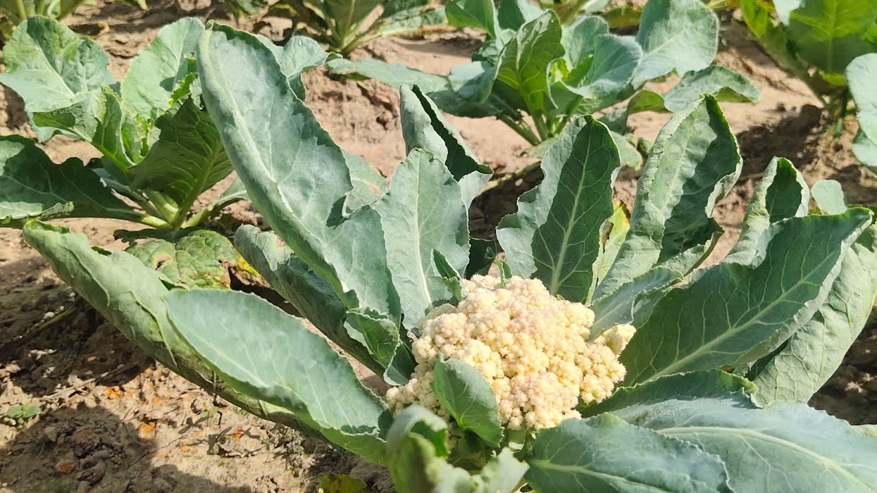 how to make cauliflower tree | best big cauliflower || - YouTube
