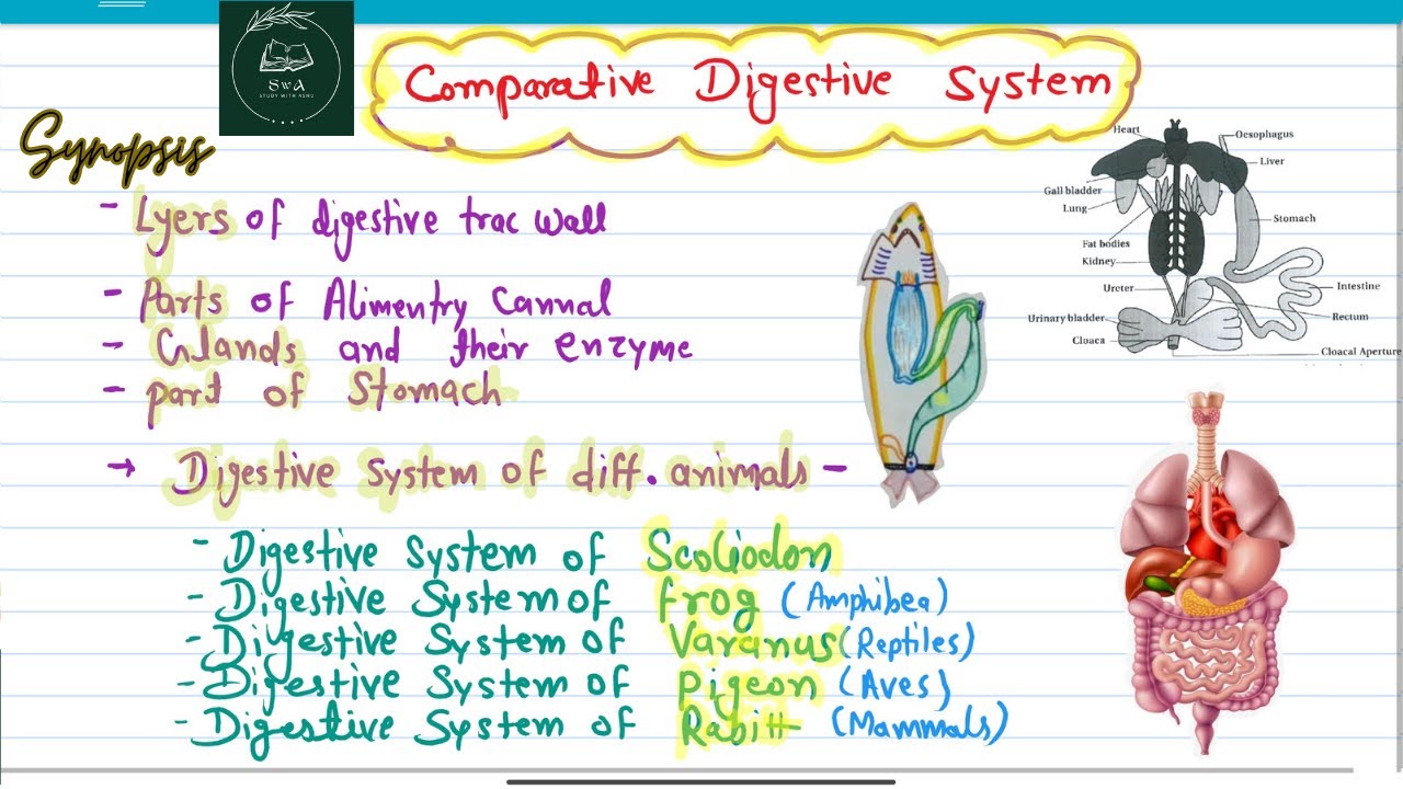 Comparative digestive system of vertebrates | zoology | psc assistant ...