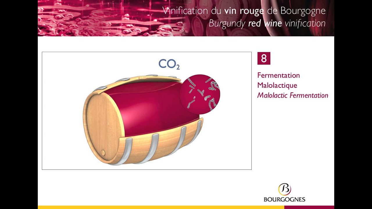 Fermentation Malolactique - YouTube