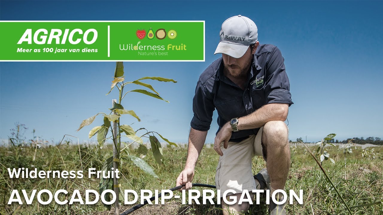 Wilderness Fruit: Avocado drip-irrigation - YouTube