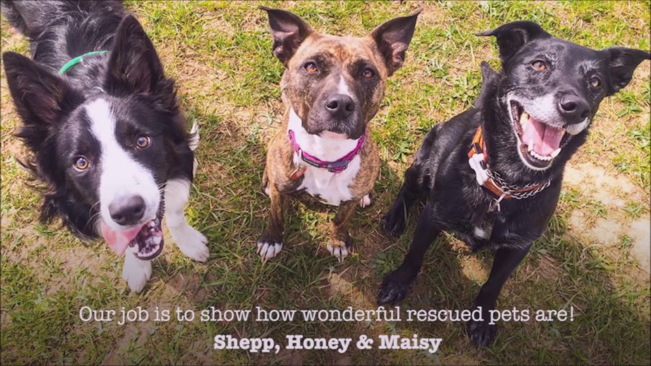 What is Your Pet’s Job? Petplan Pet Insurance Australia, Dogs - YouTube