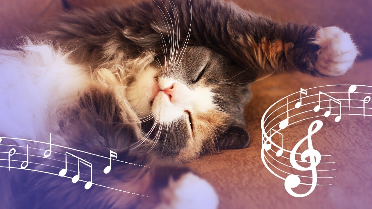 Relaxing Cat Music with Bells Sounds 😽 Relaxation for restless cats ...