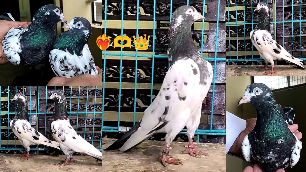 imported teddy Pegions[royal teddy Omani teddy 128 teddy 150 teddy ktm ...