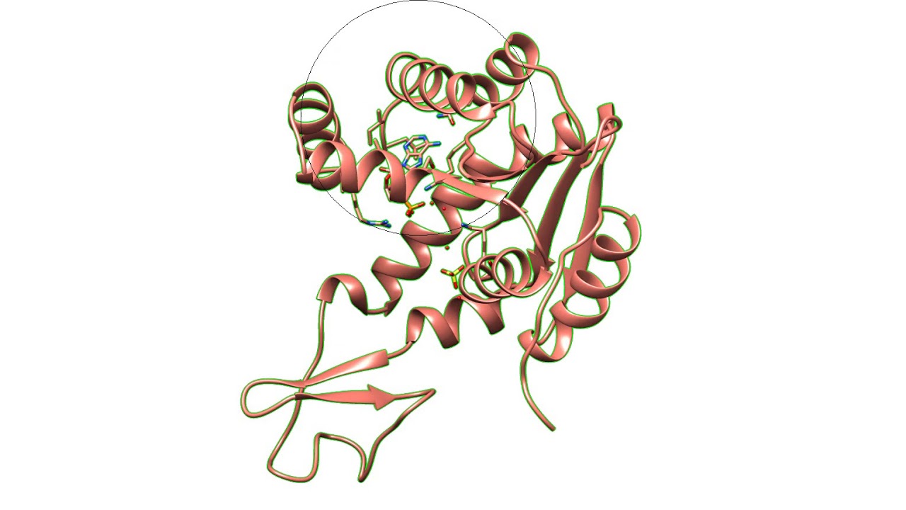 Adenylate kinase - movie - Sidlova - YouTube
